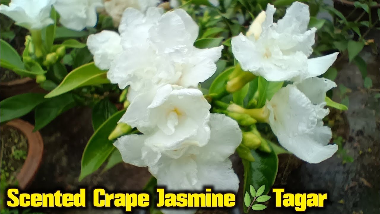 Scented Crape Jasmine Tagar Plant scented-crape-jasmine-tagar-plant