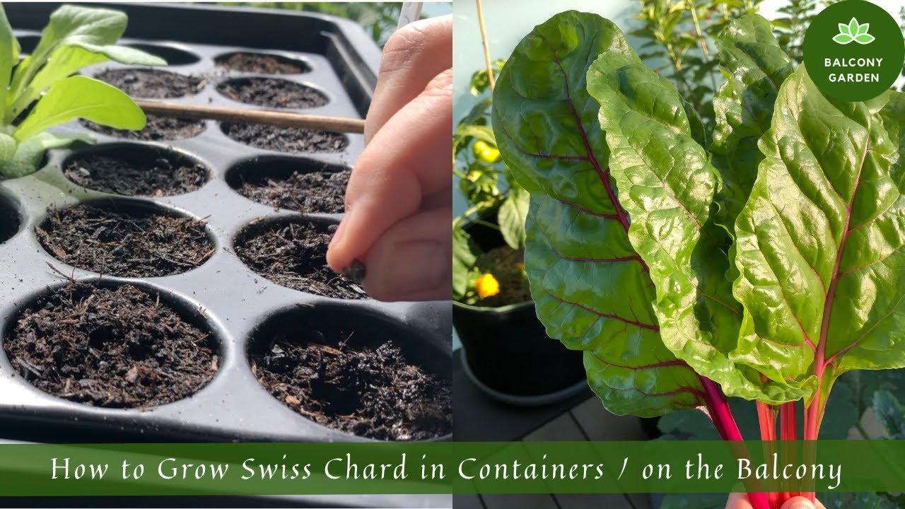 How to Grow Swiss Chard in Containers / on the Balcony | From Seed to ...
