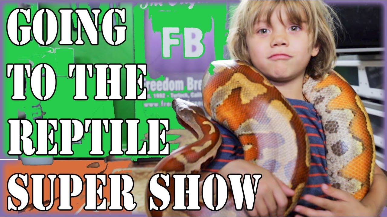 Hard for 5 year olds to hold BLOOD Pythons - YouTube