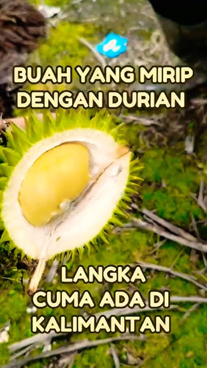 Buah Teretung: Mirip Durian, Rasanya Bikin Penasaran! #part87 #shortviral - YouTube