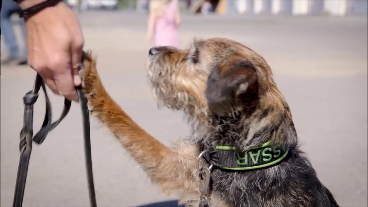 SILENCE || dog music video|| agility - YouTube