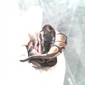 Ball python eating (shed) - YouTube