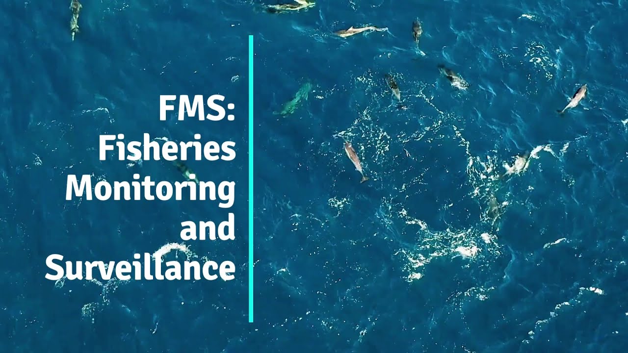 How to make an order: Fisheries Monitoring and Surveillance - YouTube