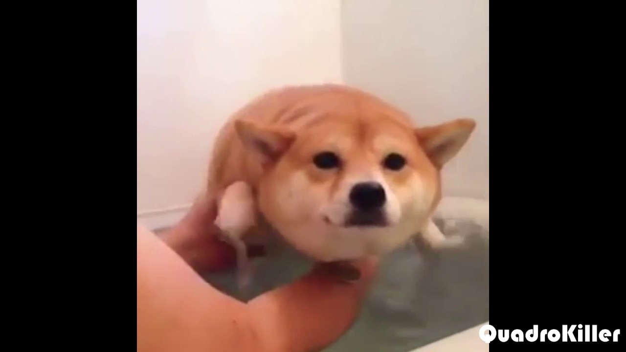 Swimming Doge Meme - Underwater Level ( ͡° ͜ʖ ͡°) EXTENDED VERSION ...