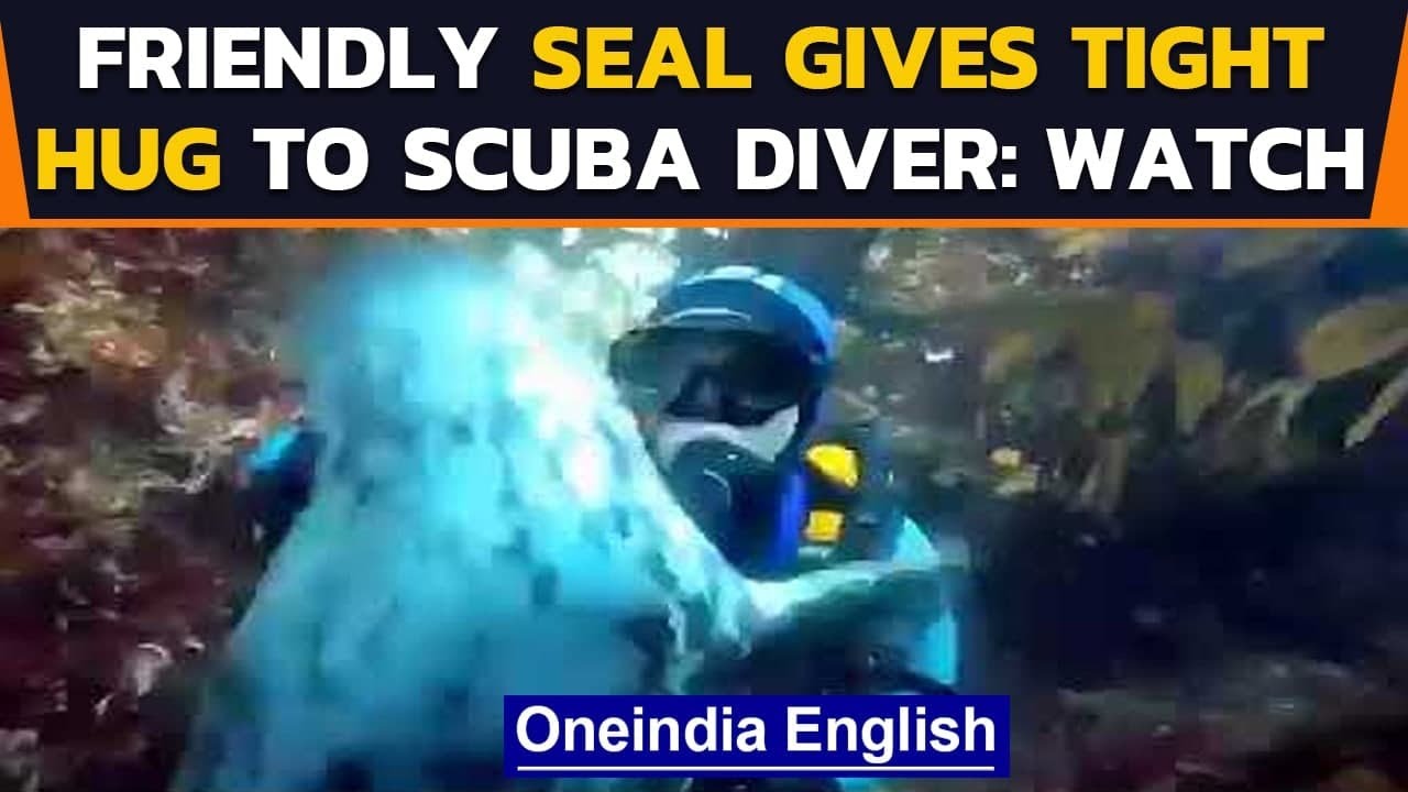 Seal gives a heartwarming hug to the scuba diver, melts hearts on the ...