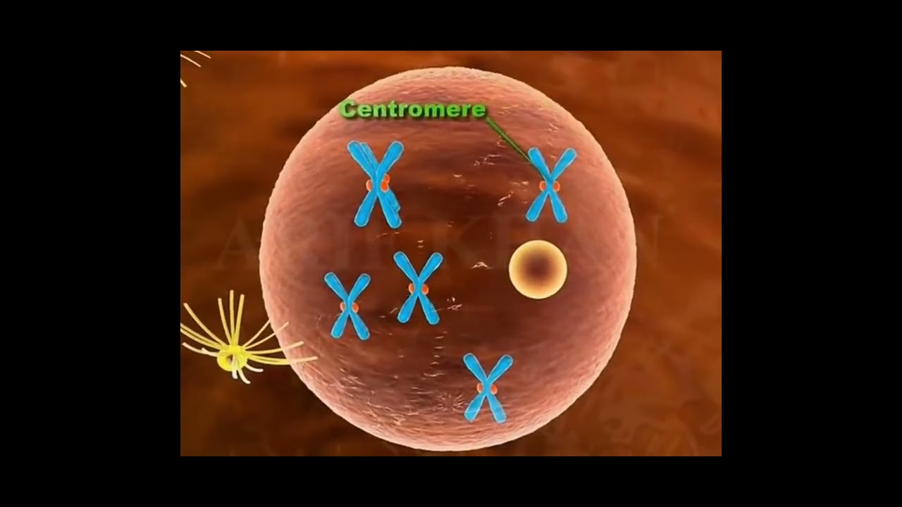 Mitosis-9th Biology-Ch 5- Animated Stages of Mitosis-Karyokinesis ...