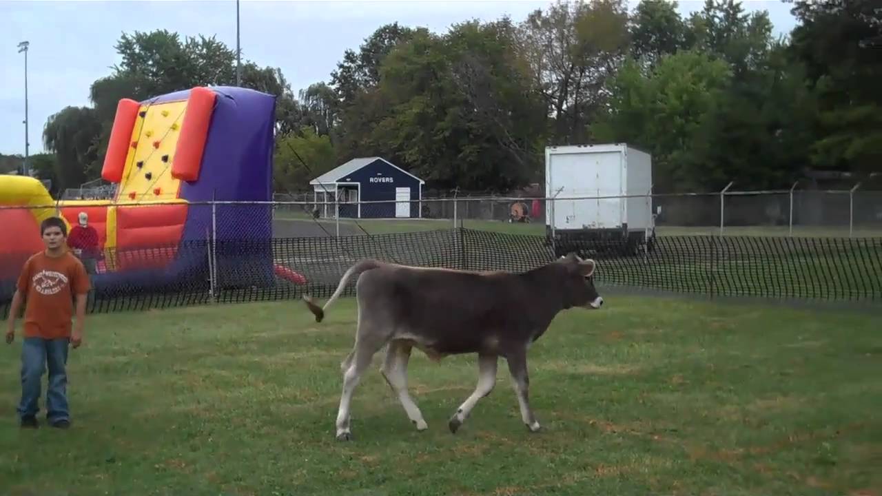 LILY THE COW ROOTSTOWN OHIO COW PLOP SEPT. 26, 2010 - YouTube
