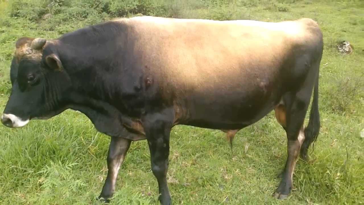 Toro Jersey HDA EL EDEN - YouTube
