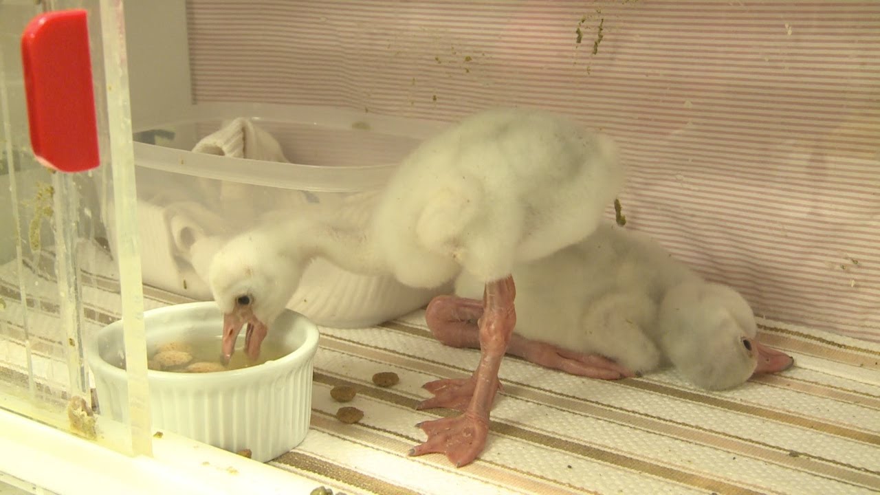 Albuquerque Zoo welcomes baby flamingos - YouTube