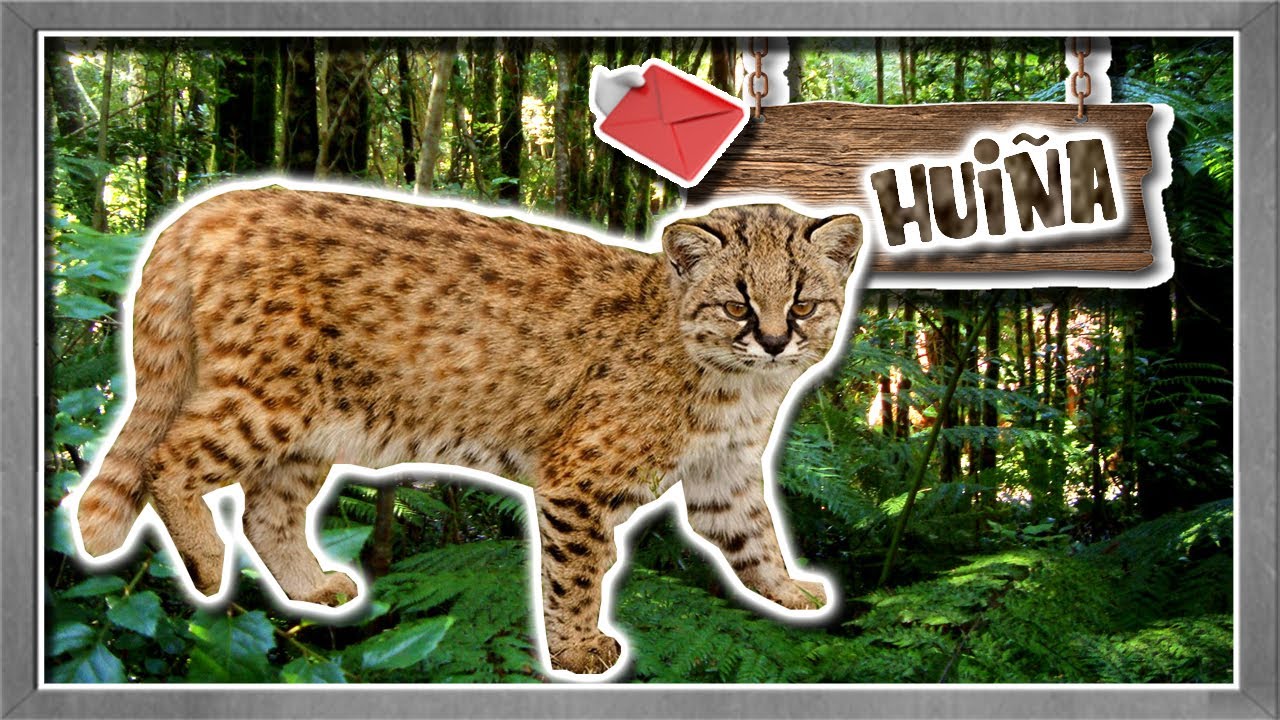 huiña: El gatito de Chile - documental de animales salvajes - YouTube