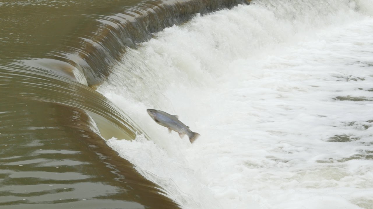 Steelhead Migration - jumping and spawning - YouTube