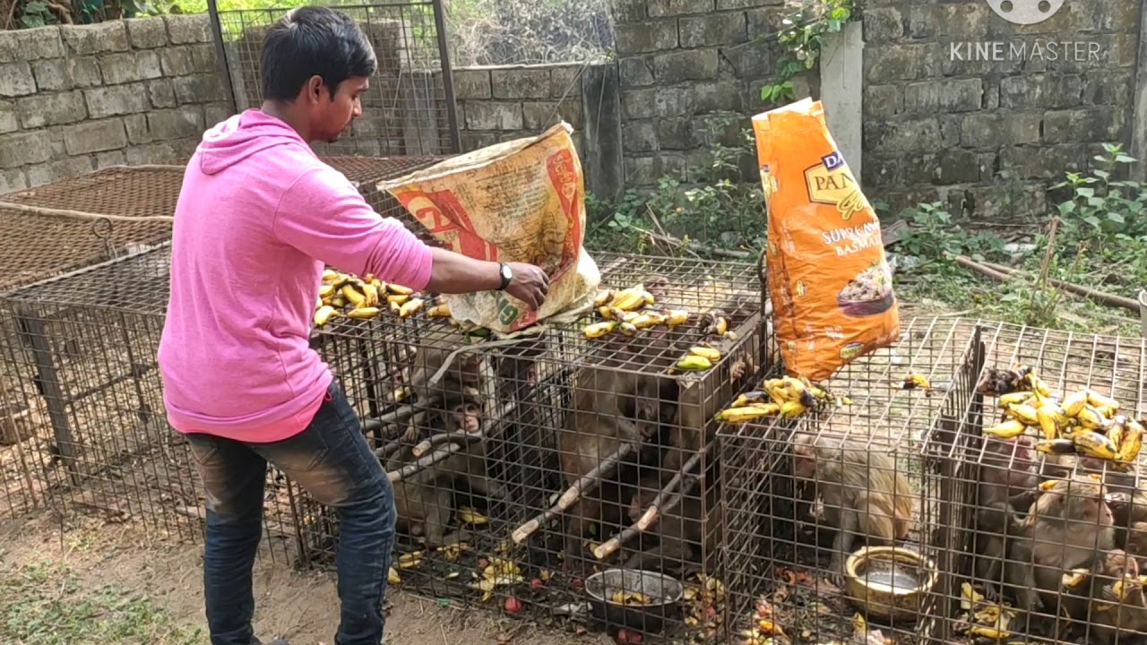 Monkey catcher /solve monkey problem/PLZ...Call :9441574468,9848221274 !!!!serve food to monkeys ...