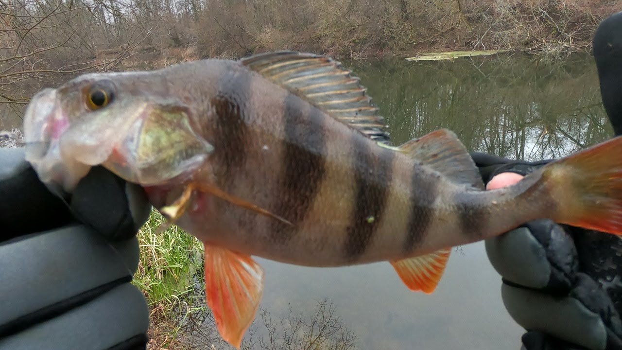 ОКУНЬ НА FL Craw / ОХОТА НА РИБАЛКУ / Flagman FL Craw / ГАДЯЧ / РІЧКА ...