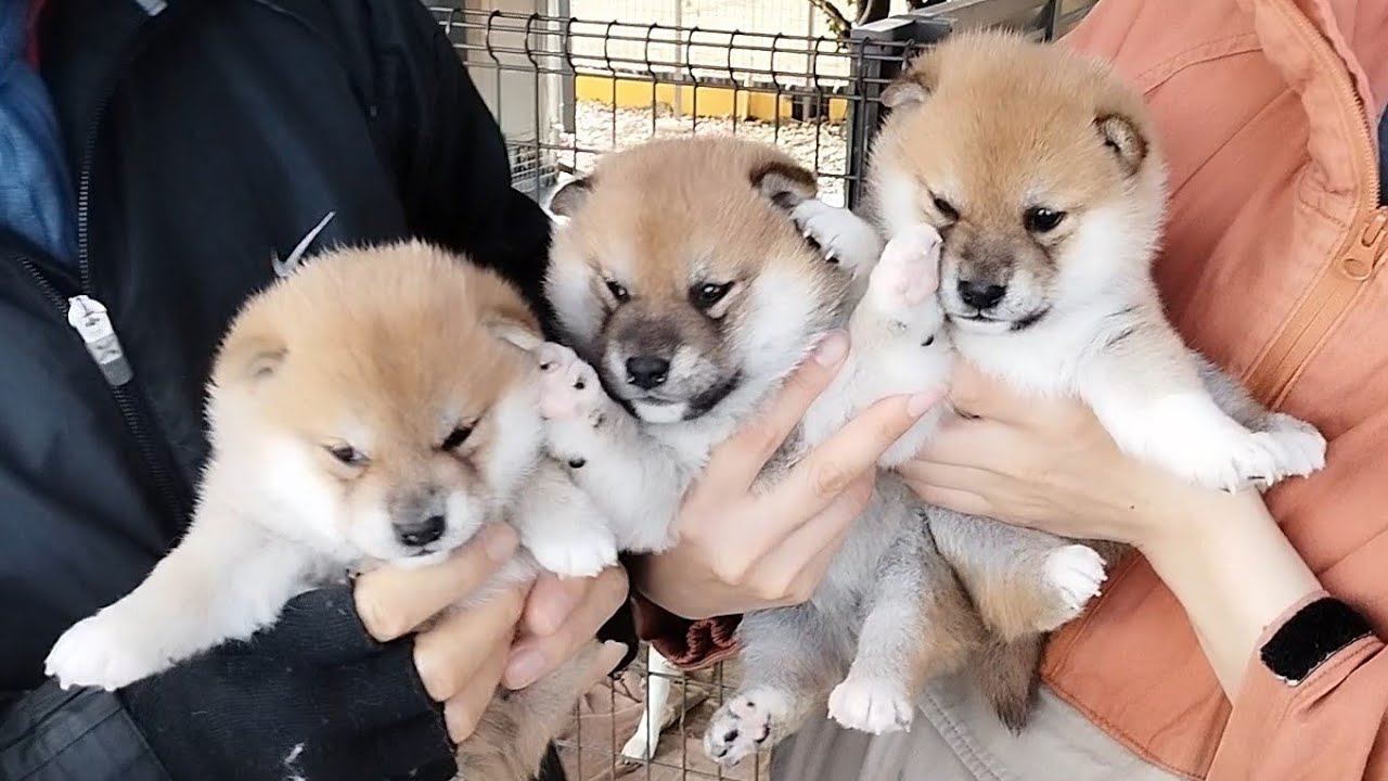 Shiba Inu pups in Japan - YouTube