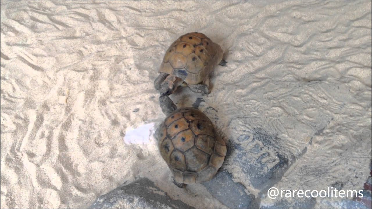 Two Turtles Kiss Kissing Turtles Bronx Zoo - YouTube