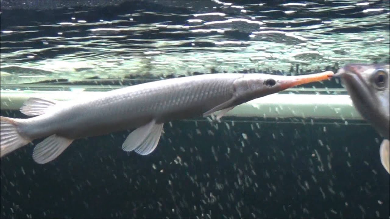 silver gar - YouTube