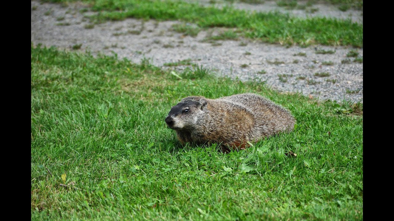How to trap a groundhog day number one. - YouTube