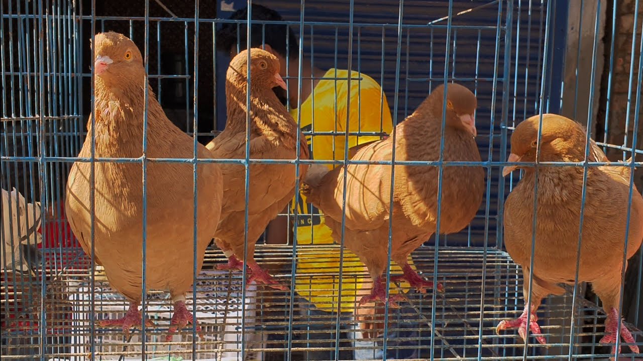 King Pigeons | Most Beautiful Exotic King Pigeon In The world - YouTube