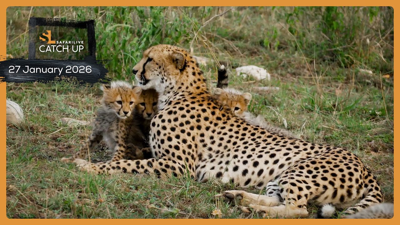 Cheetah cubs and bat-eared foxes - SafariLIVE Catch Up, 27 January 2026 ...