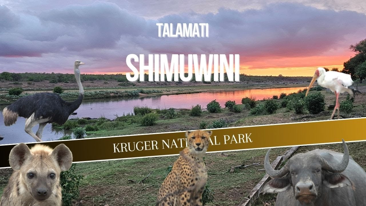 KRUGER NP | Talamati to Shimuwini | The one with Cheetahs & Hyenas ...