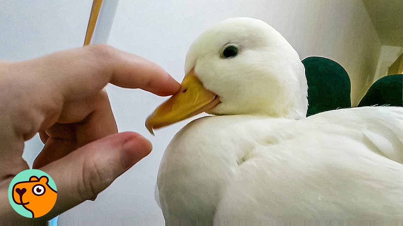 House Ducks Remember Woman After Months Apart | Cuddle Buddies - YouTube