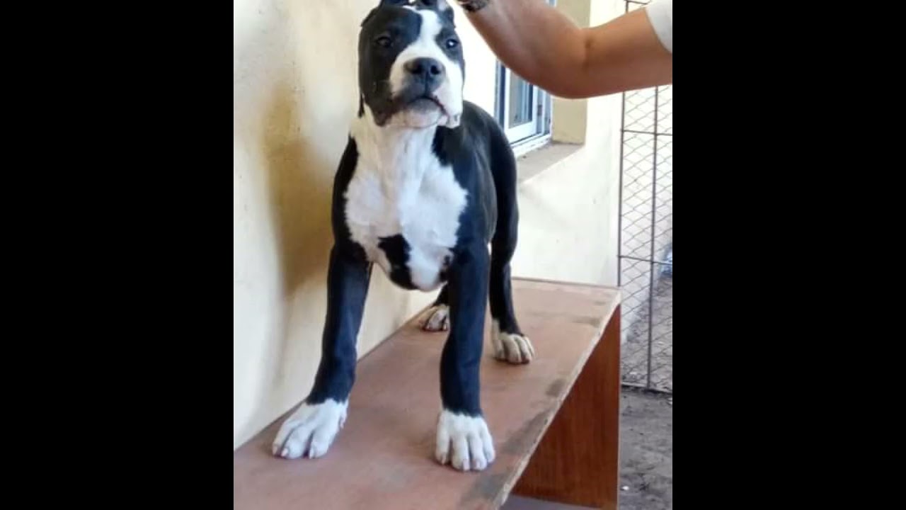 Perro pampa argentino - YouTube
