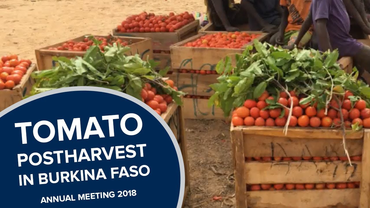 Researching Postharvest for Smallholder Tomato Farmers in Burkina Faso ...