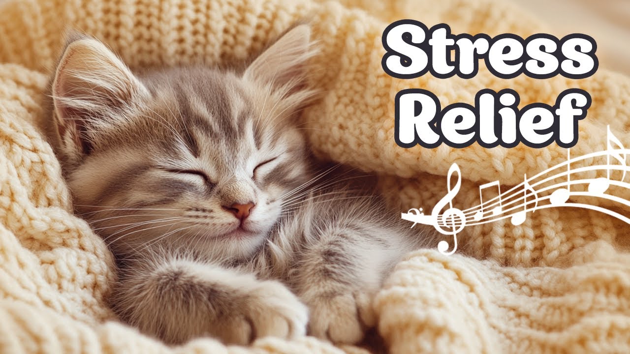 Harp Cat Music & Water Sounds The Ultimate Calming Music for Cats with ...