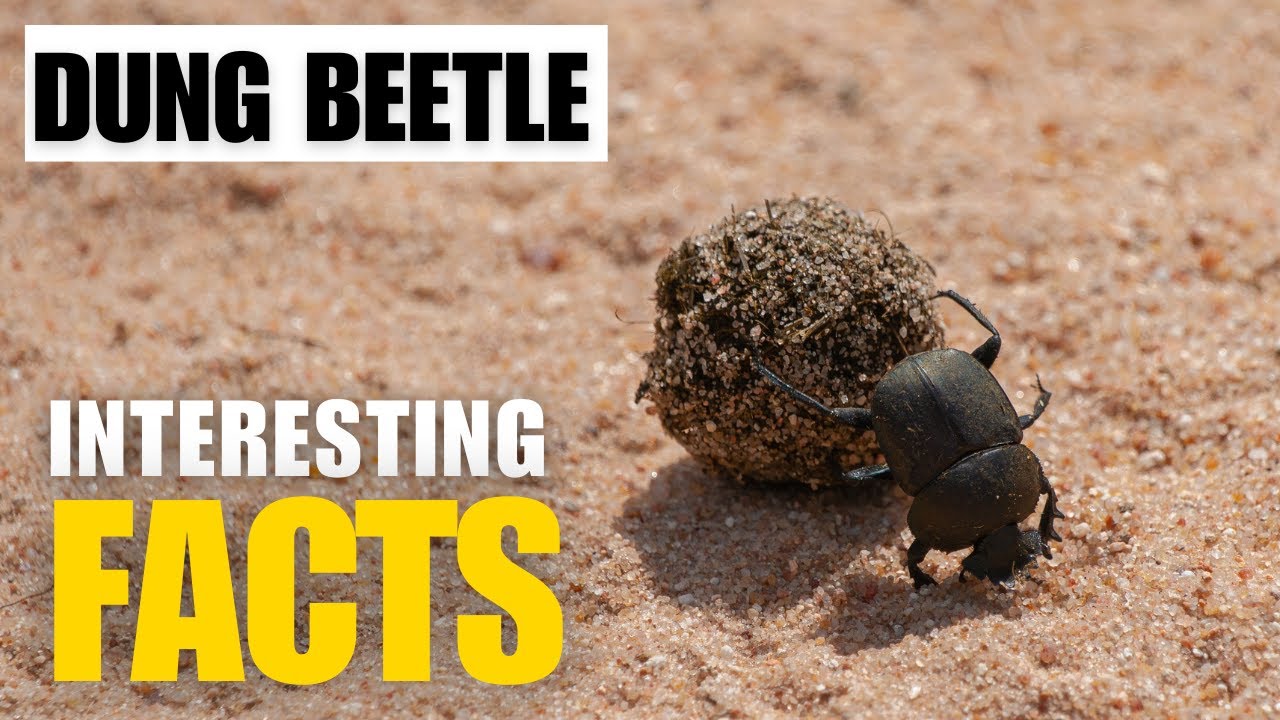 What Are the Most Interesting Facts About Dung Beetle? | Interesting ...