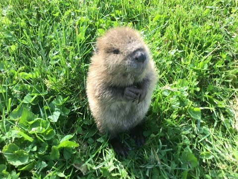 Meet Beatrice, the adorable orphan baby beaver rescued in Kentucky