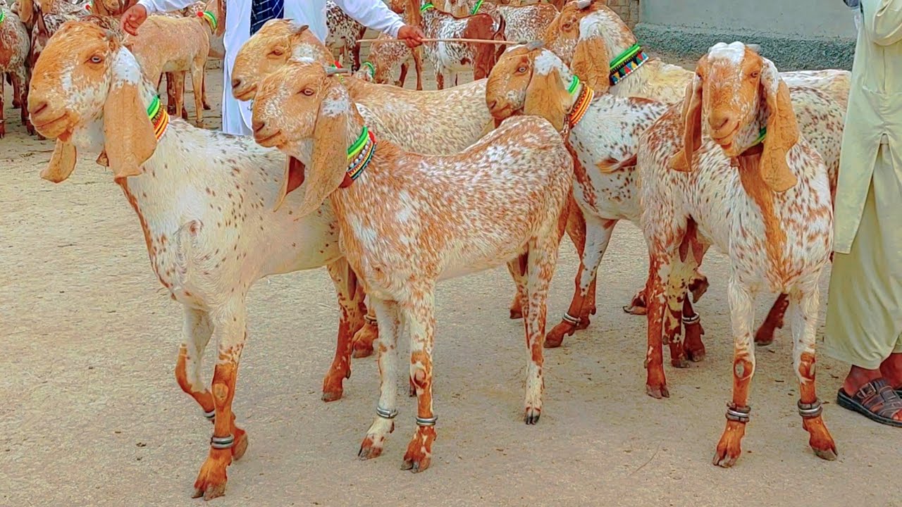 Top Quality Makhi cheeni Goats | 1 Lakh Waly Bakriyan sirf 40000 ...
