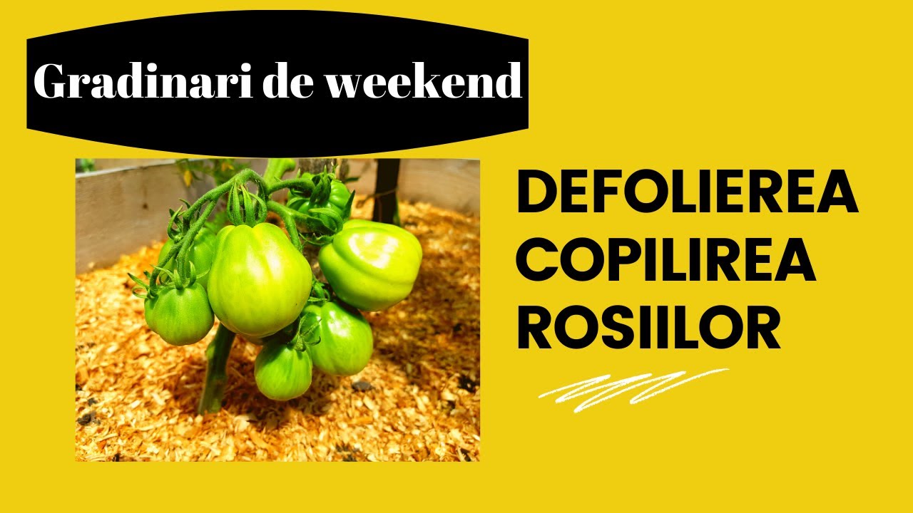 Defolierea si copilirea rosiilor💚Metode de ingrijire Ep.2 - YouTube