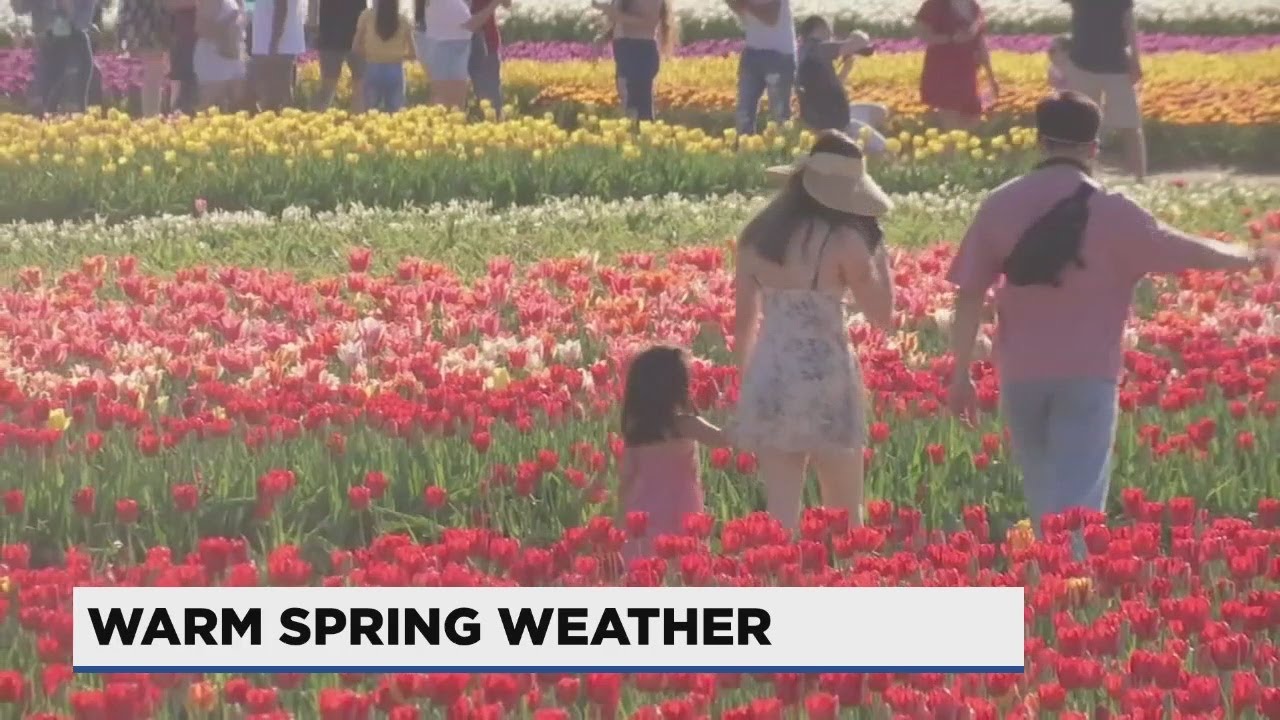 Hottest weekend yet with tulips in peak bloom and boaters taking to the ...