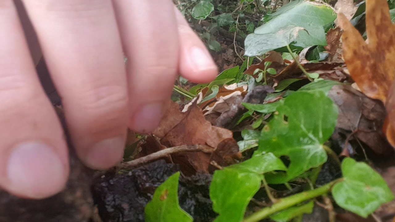 ASMR SoftTalk - Natural Wood & Rustling in the woods - Parakeets ...