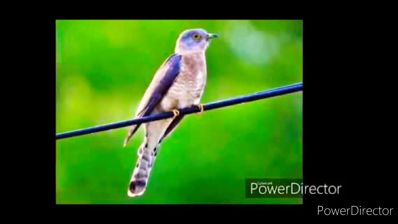 ਬੰਬੀਹਾ .Part 2 . Real shot bambiha bird - YouTube