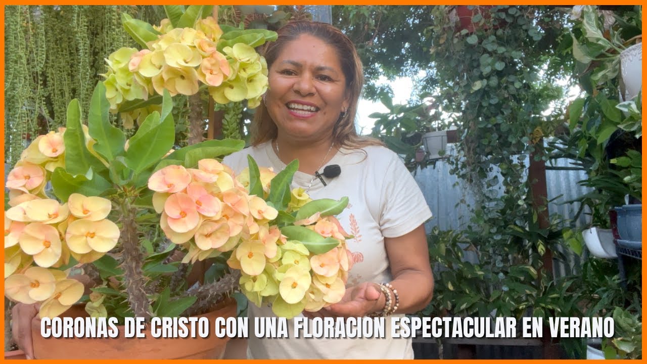 Coronas de Cristo con una Floracion espectacular en Verano - YouTube