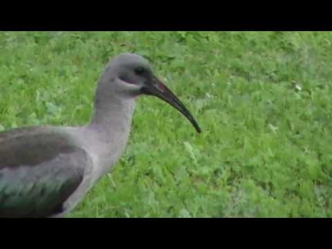 hadeda h264.mov - YouTube