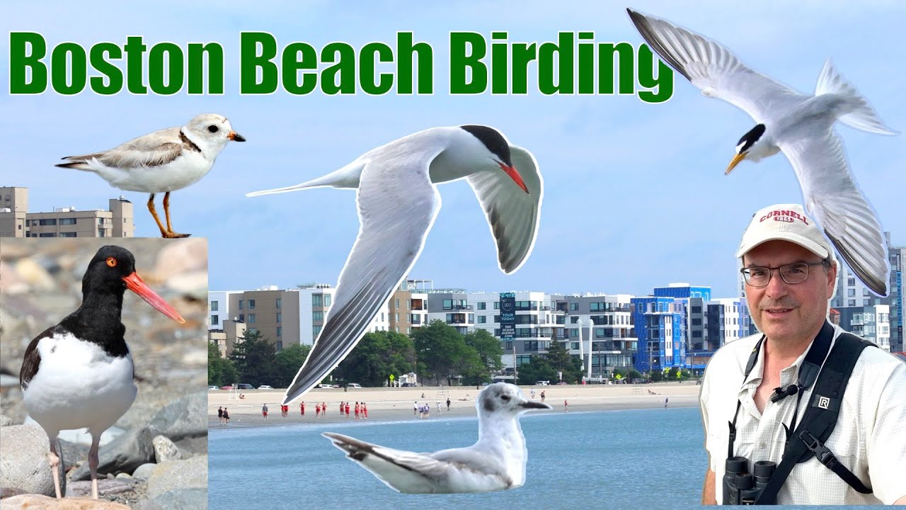 Summer birding on Boston beaches - Let's see what we can find! - YouTube