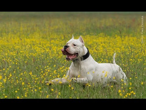 Dogo Argentino GLADIO ROMANO de El Polivalente - YouTube