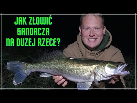 Jak złowić SANDACZA na dużej rzece? Sandacz na trupka - Jak złowić sandacza na trupka z gruntu?