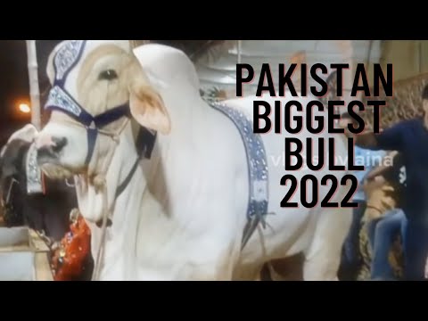 Pakistan Biggest bull 2022 | Jamal Cattle Farm | Heaviest Cow |Eid ul ...