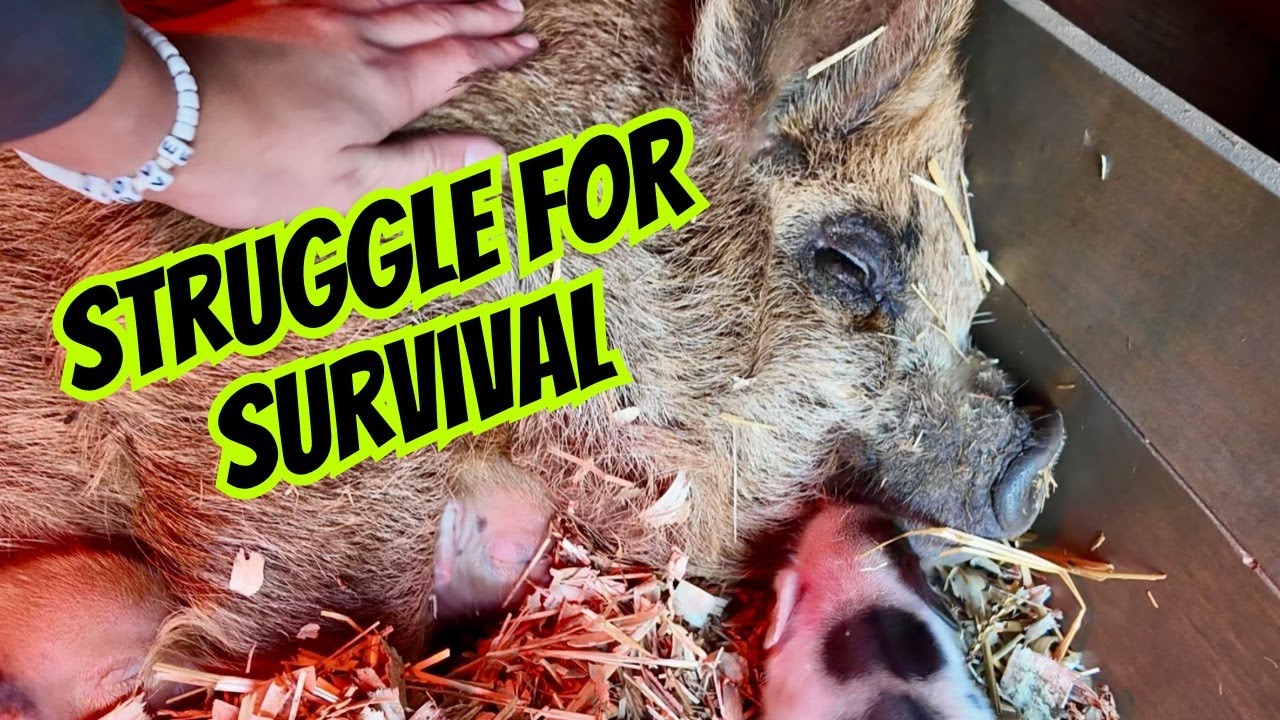 Double Deliveries And A Horrid Smell—HELP!! - YouTube