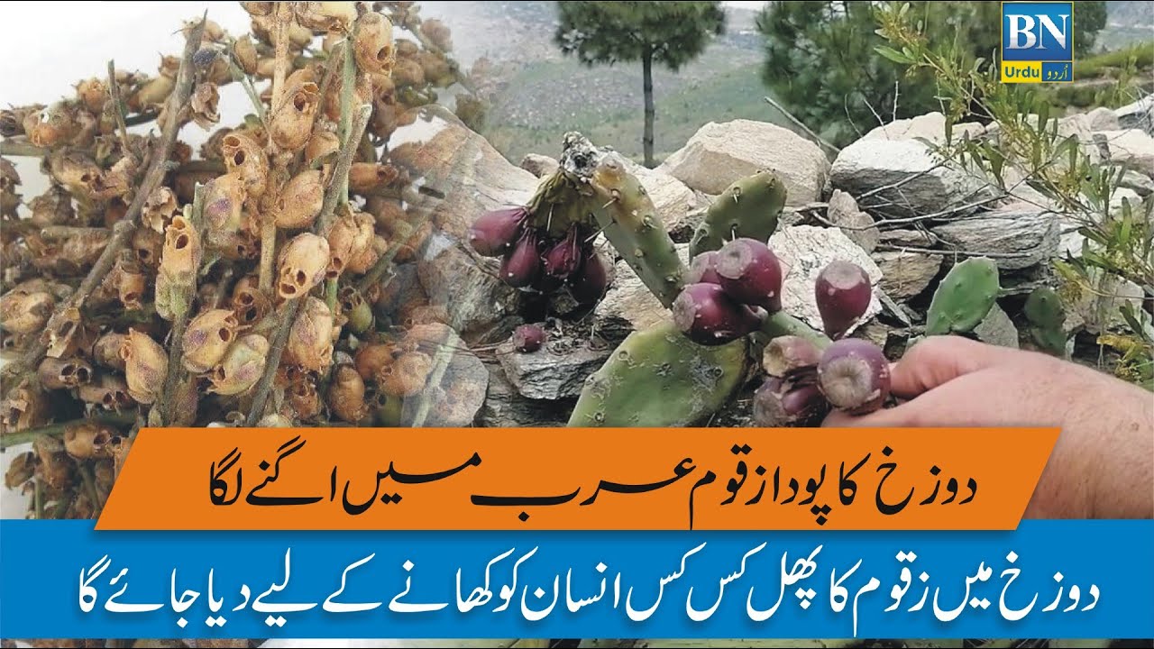 Zaqqum Tree In Arab countries | What is the Tree of Zaqqum? | جہنمی ...