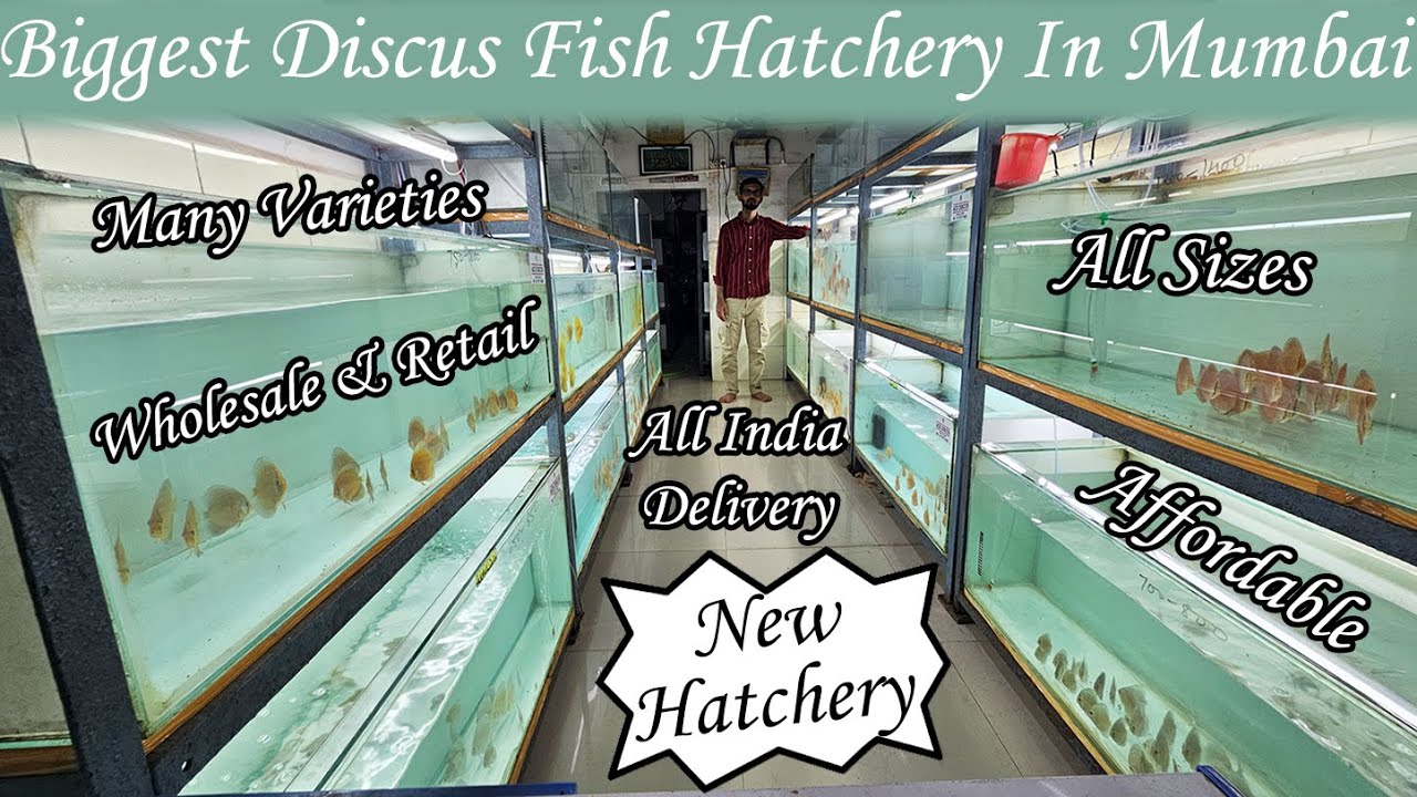 Top Quality Discus Fish in Mumbai 🐠 | Exclusive Hatchery Tour! - YouTube