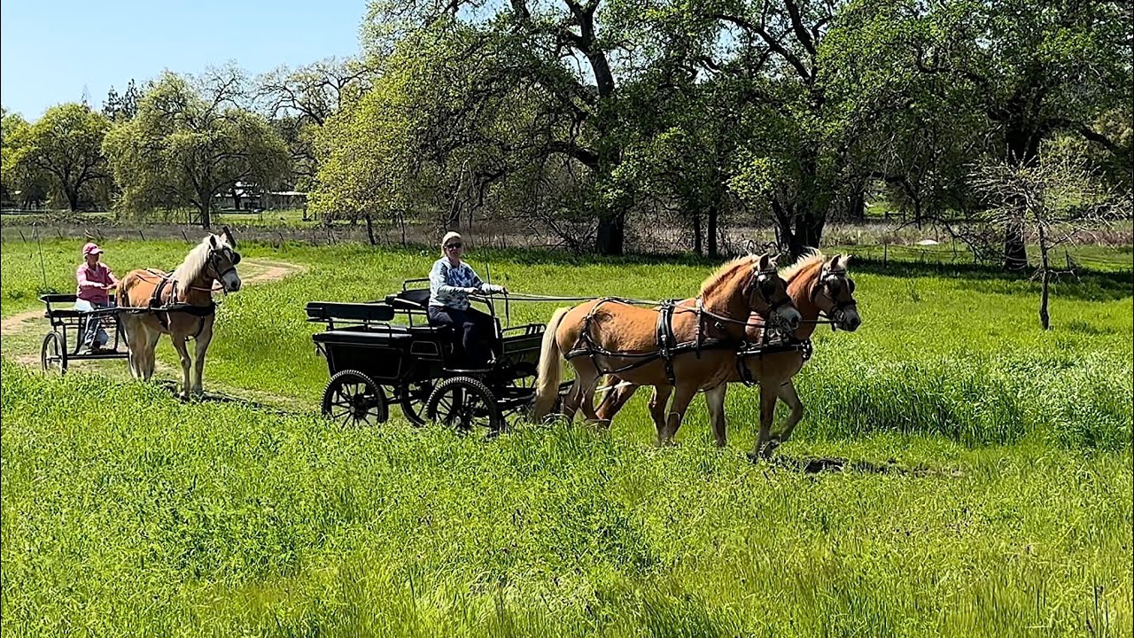 A Perfect Springtime Drive with the Haflinger Ladies! - YouTube