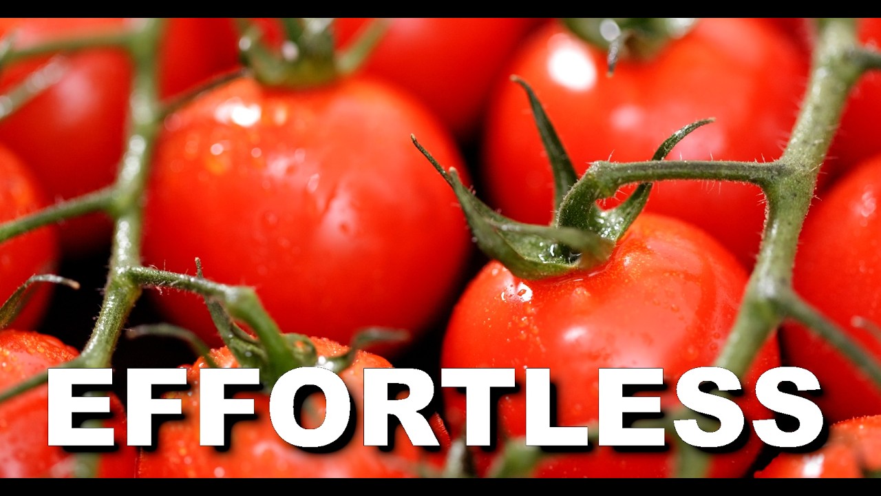 Grow Hundreds of Free Tomatoes Without Lifting a Finger! - YouTube