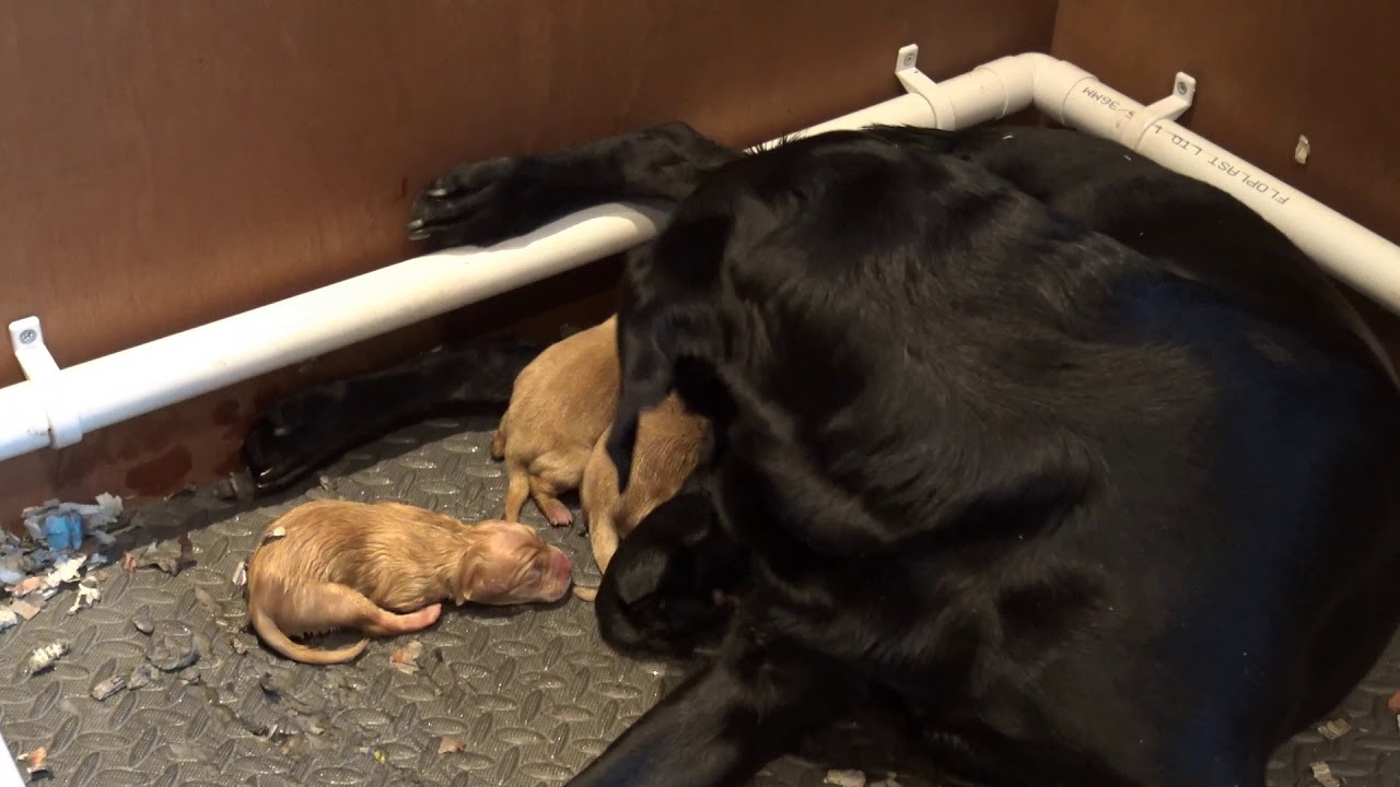 Labrador Giving Birth - Whelp - New Born Puppies Puppy - YouTube
