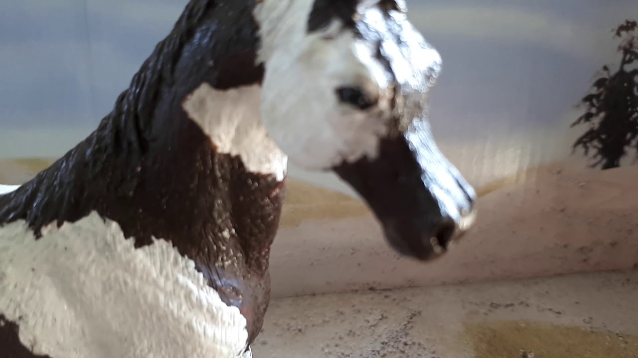 All about the Pintabian horse - YouTube