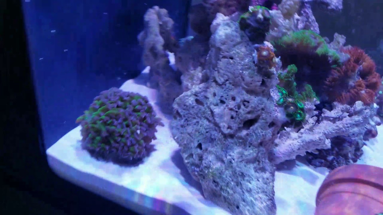 14 gallon biocube - YouTube