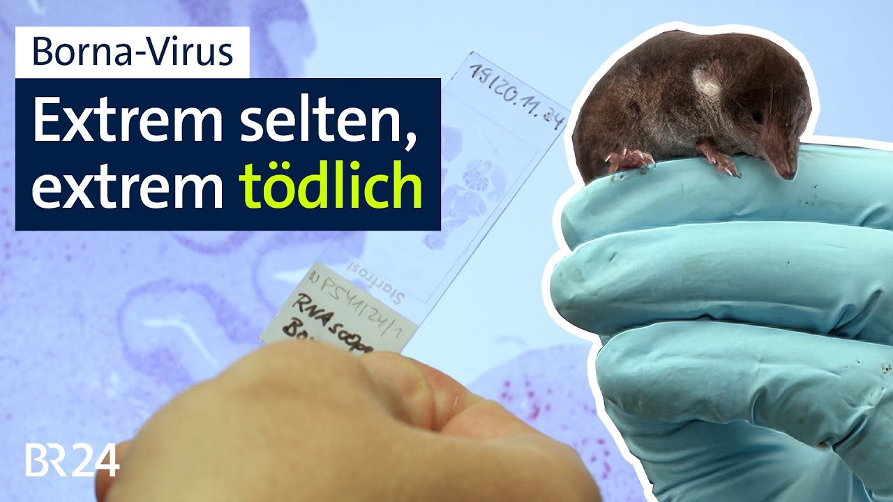 Borna-Virus: Seltenes, tödliches Infektionsrisiko für Menschen im ...